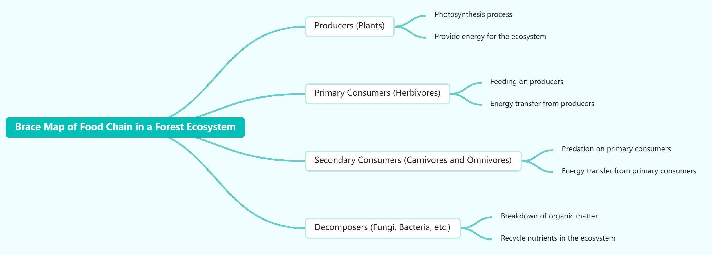 Free Mind Map Template: Brace Map of Food Chain in a Forest Ecosystem