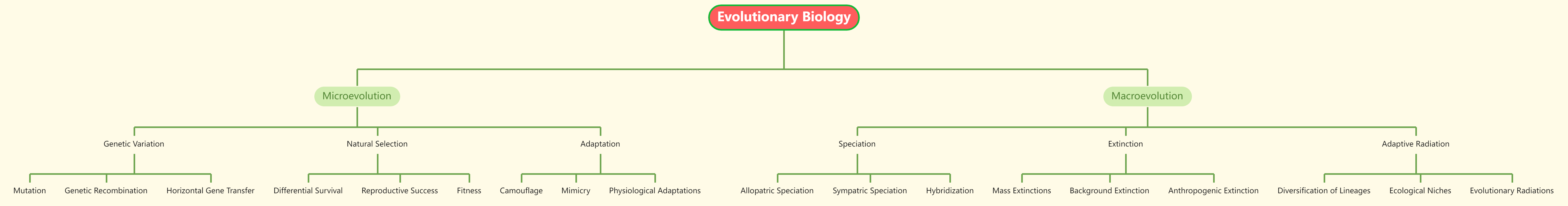 Free Mind Map Template: Tree Chart of Evolutionary Biology