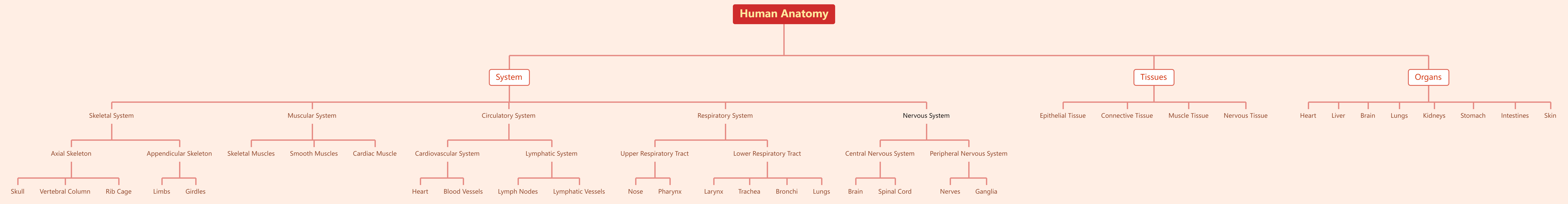 Free Mind Map Template: Tree Chart of Human Anatomy